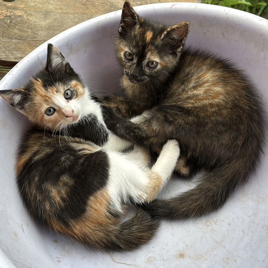 Ласковые котята в самые добрые руки