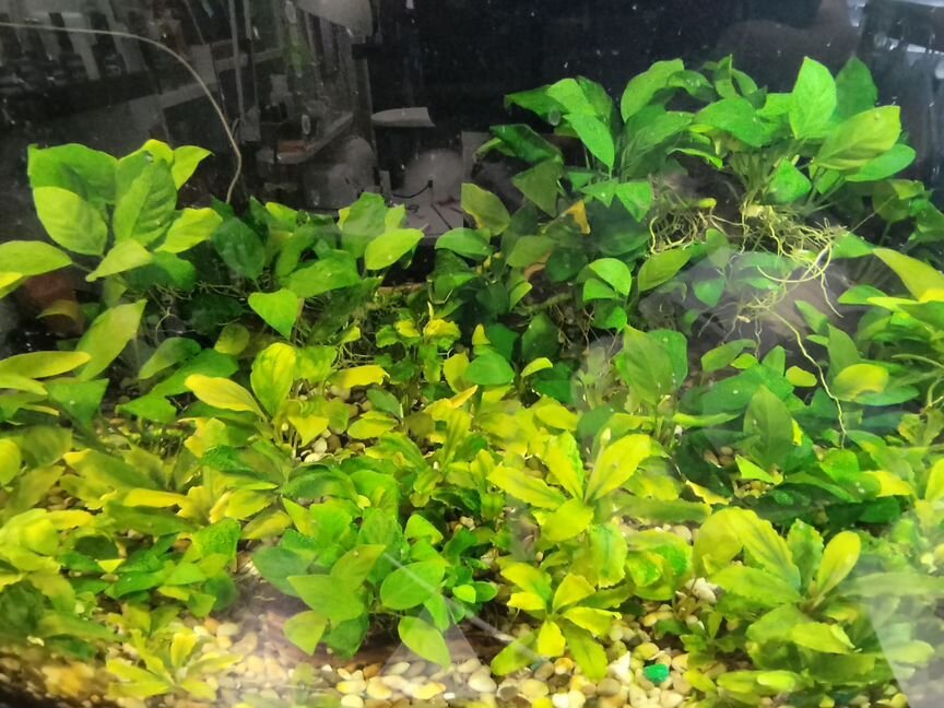 Аквариумные растения анубиас и буцефаландры