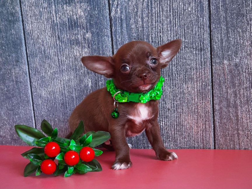 Чихуахуа,чудо мальчишка