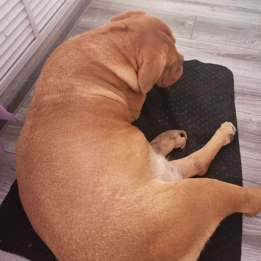 Бардосский дог