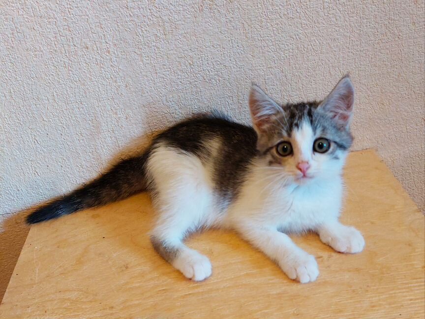 Котёнок девочка маленькая хорошая добрая веселая