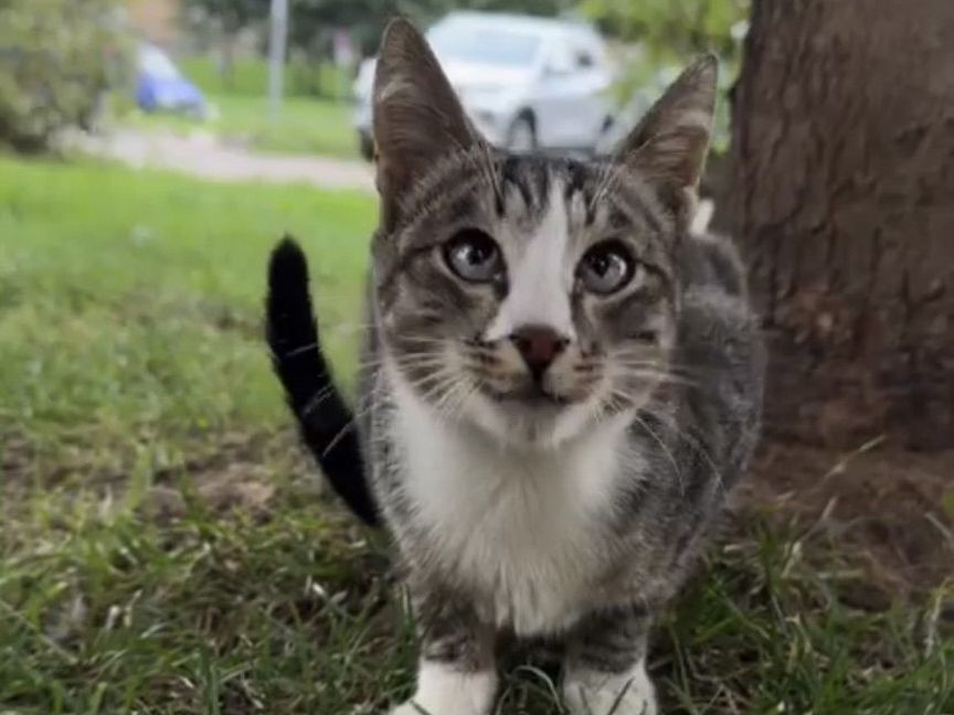 Кошка бесплатно