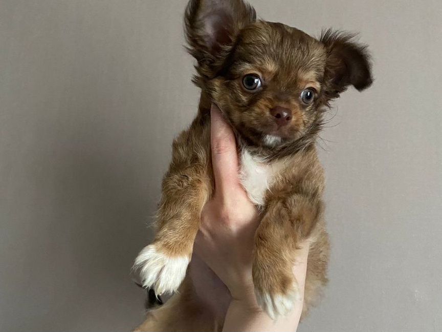 Самые ласковые щеночки В мире щенки чихуахуа мальч