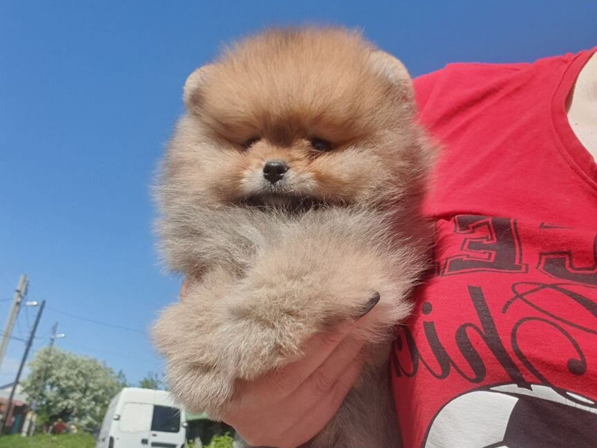 Щенки шпица