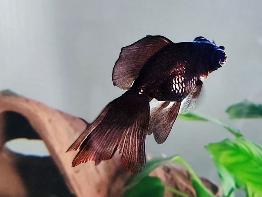 Аквариумные рыбки телескопы