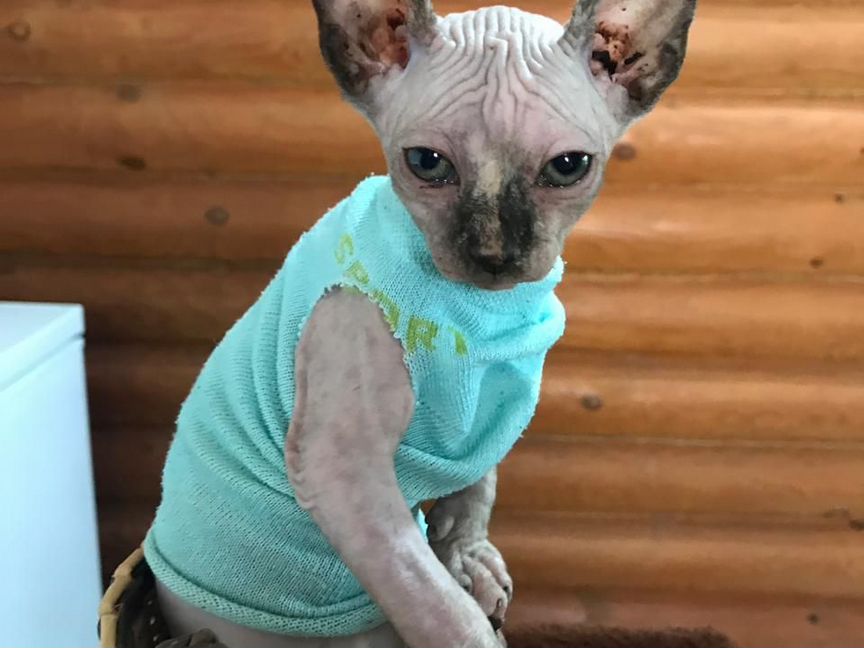 Кошечка сфинкс