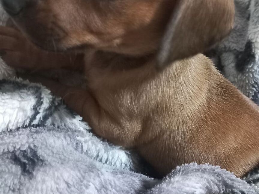 Такса щенки