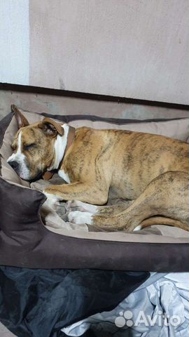 Стаффордширский терьер в добрые руки