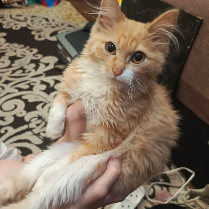 Котёнок в добрые руки