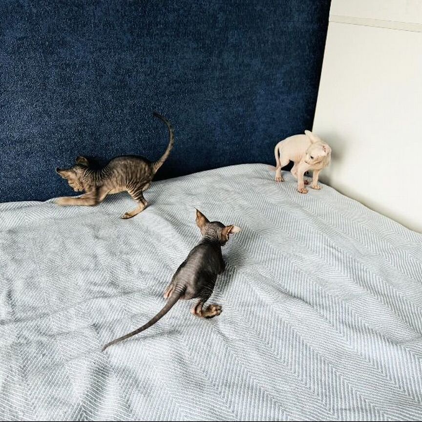 Котята сфинкс с геном разноглазия