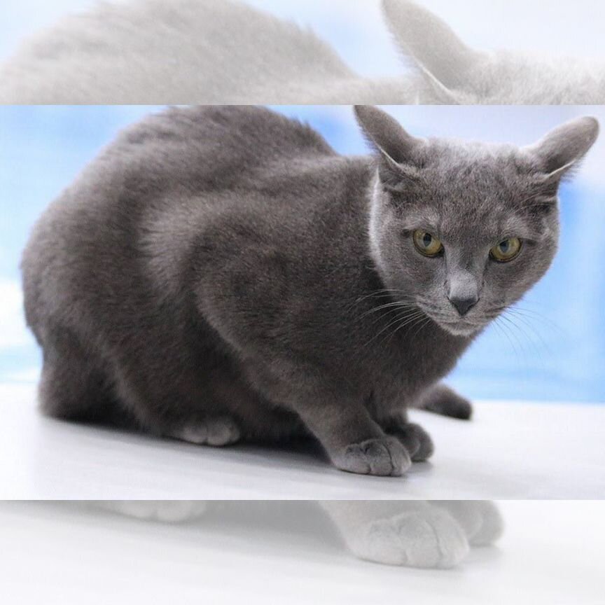 Кот русский голубой бесплатно