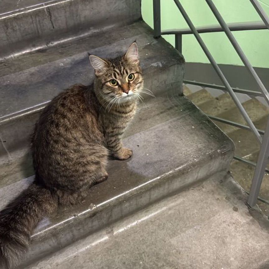 Взрослая кошка в добрые руки