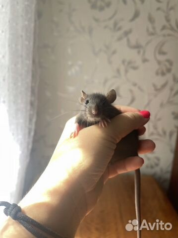 Крыса
