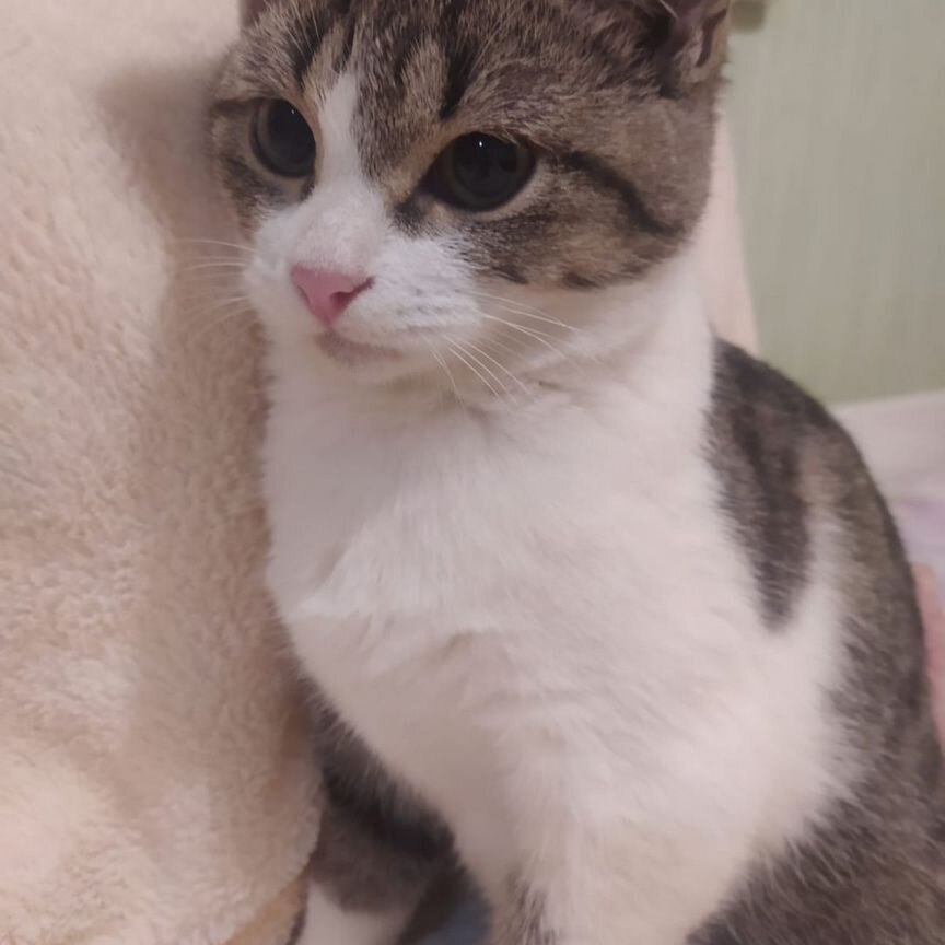 Котик в свою семью