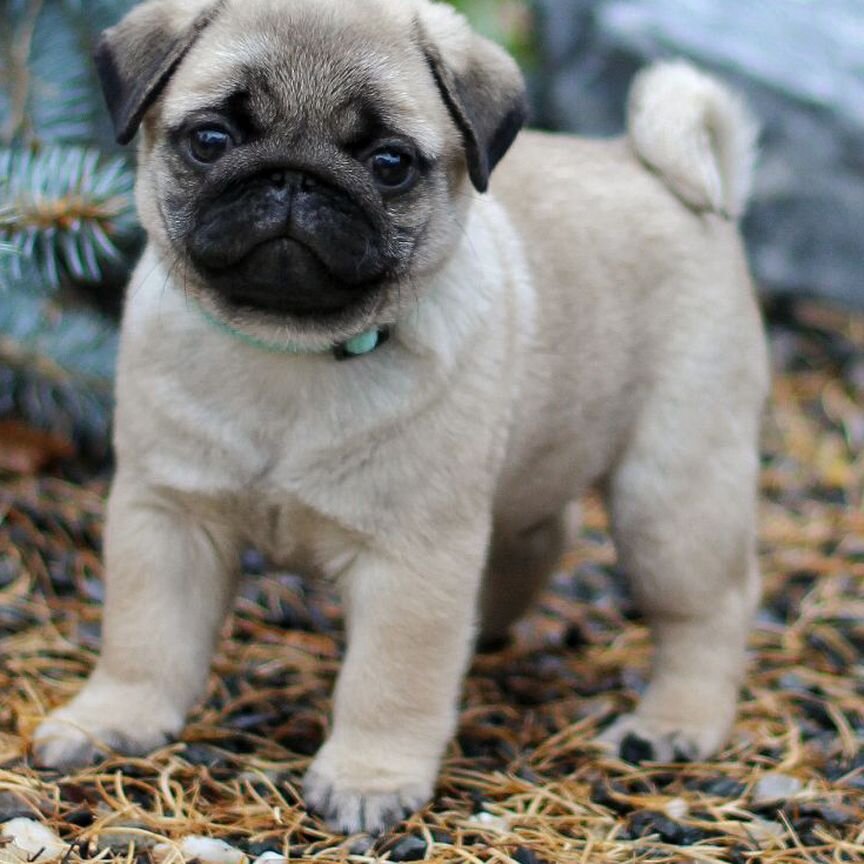 Мопс, щенок