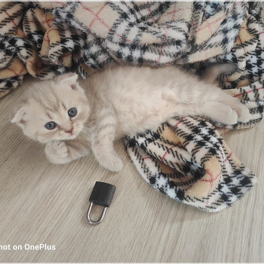Шотландский вислоухий короткошёрстный котёнок