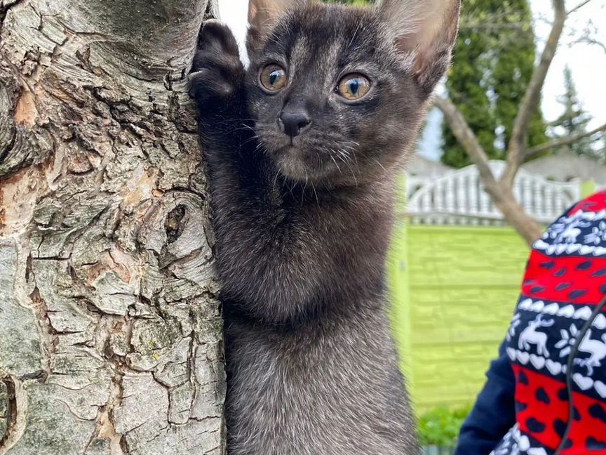 Котята чаузи ф1