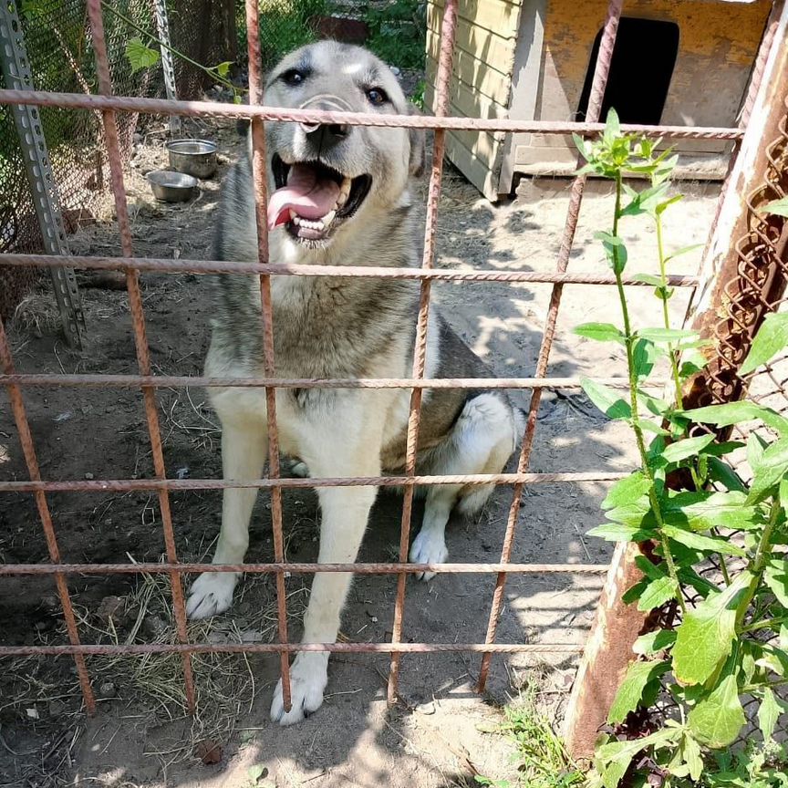 Взрослый пёс в добрые руки