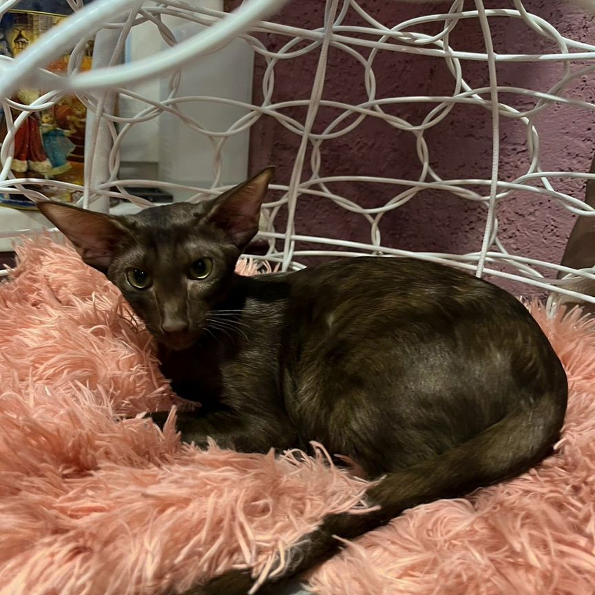 Ориентальная девочка с документами