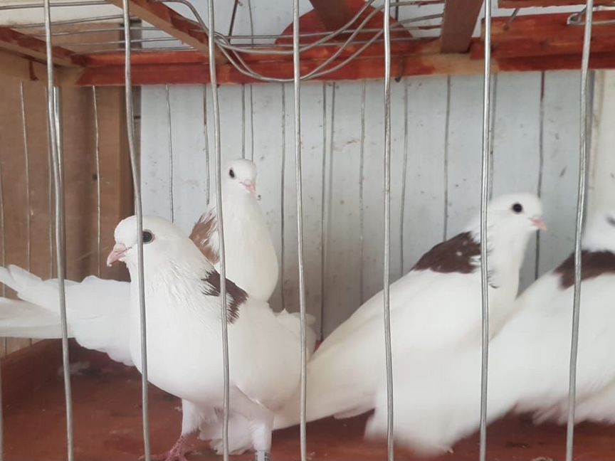 Продажа голубей