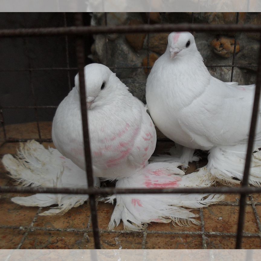 Голуби продажа бойные