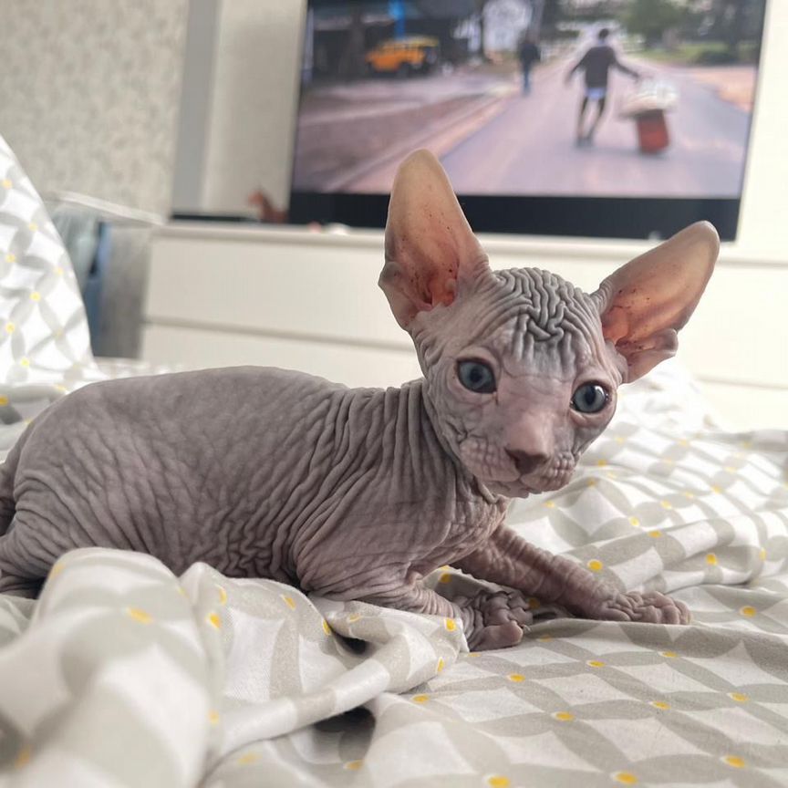 Котята сфинск