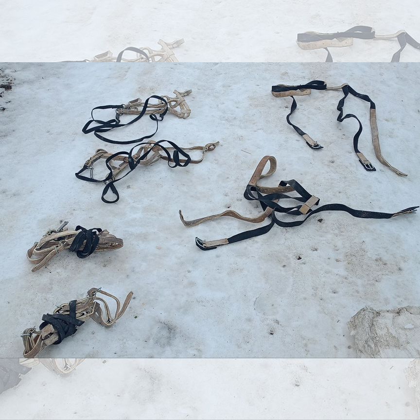 Товары для животных