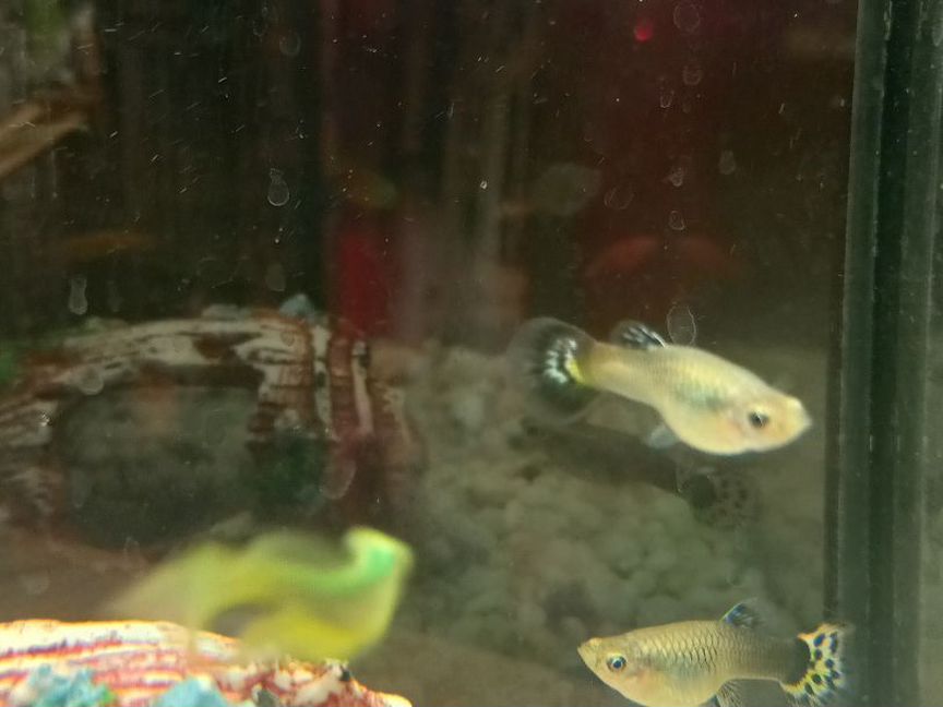 Мальки гуппи