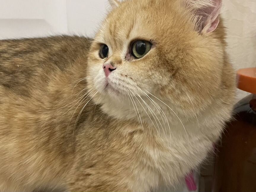 Продадим британского кота