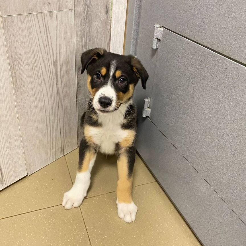 Арчи в добрые руки