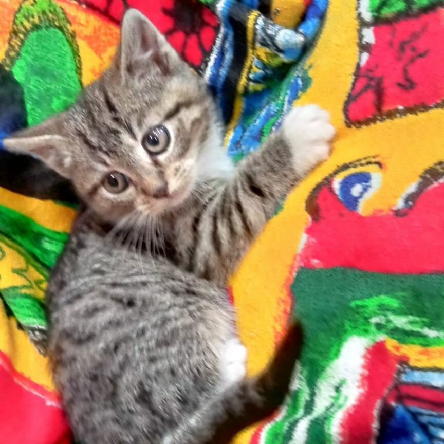 Котята в добрые руки