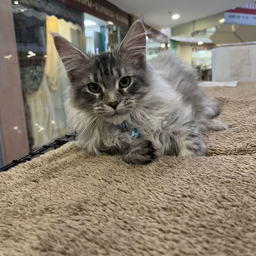 Мейн-кун котенок