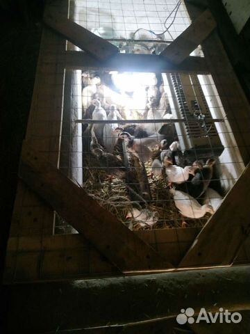 Цыплята цесарки