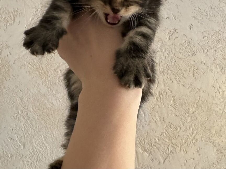 Котята курильский бобтейл