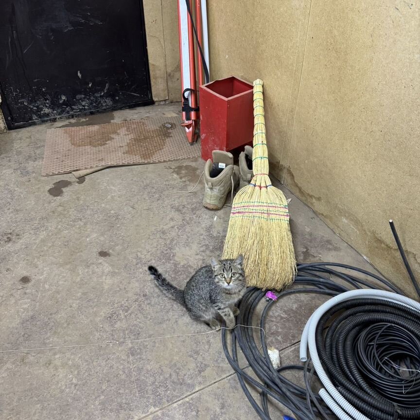 Котенок в добрые руки даром