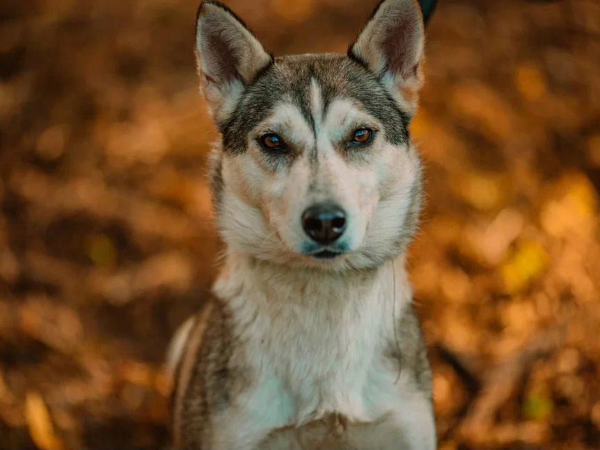 Метис хаски и лайки в добрые руки