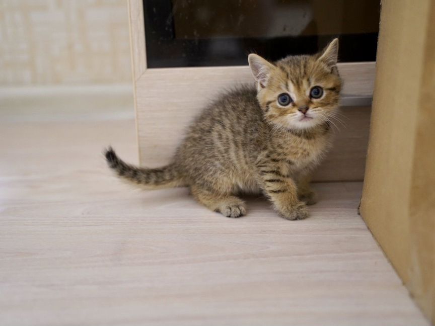 Шотландские котята