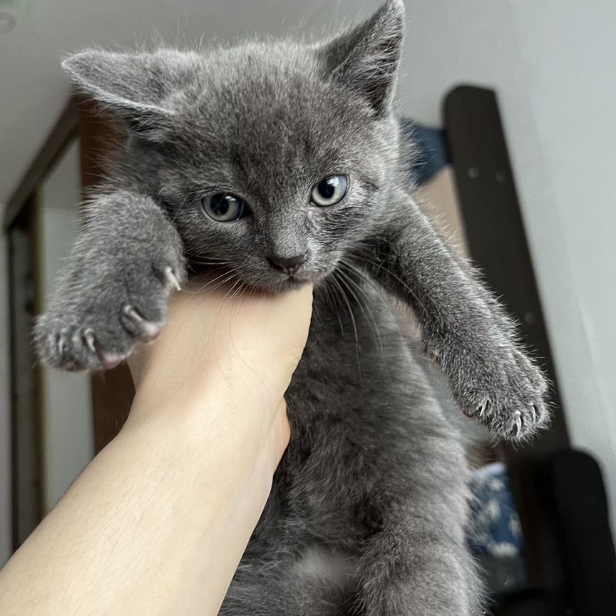 Котенок в добрые руки