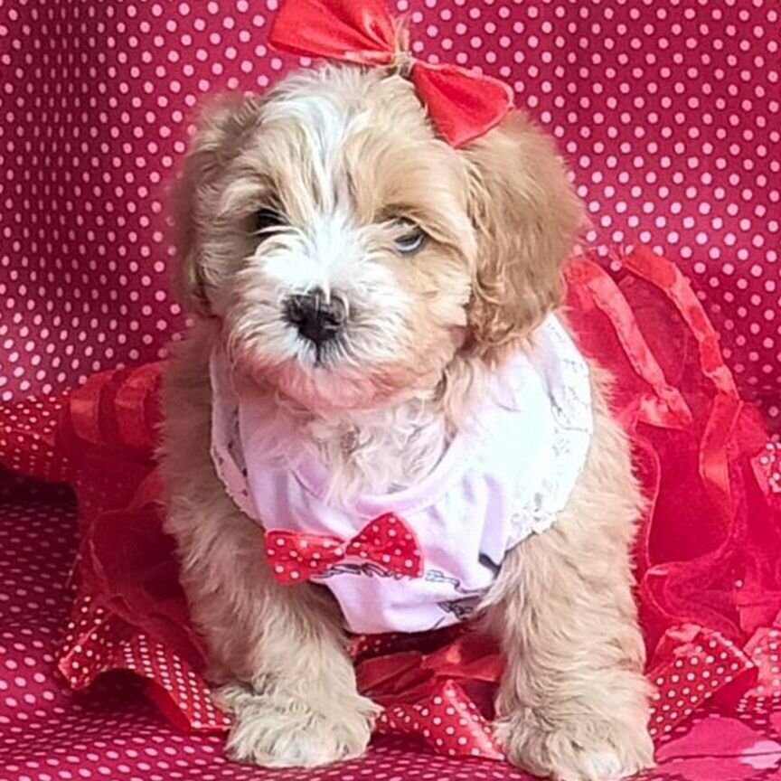 Мальтипу, щенок