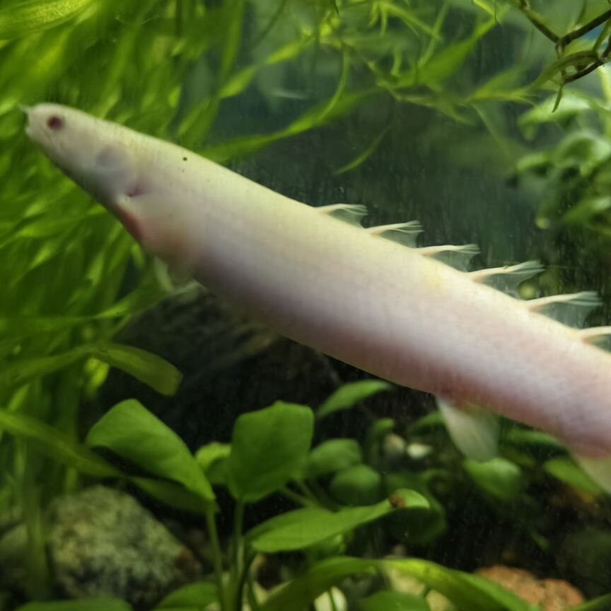 3 полиптеруса и каламоихт