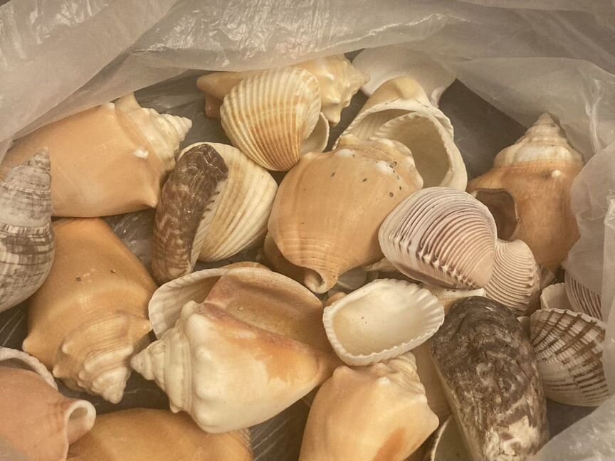 Ракушки пакетом