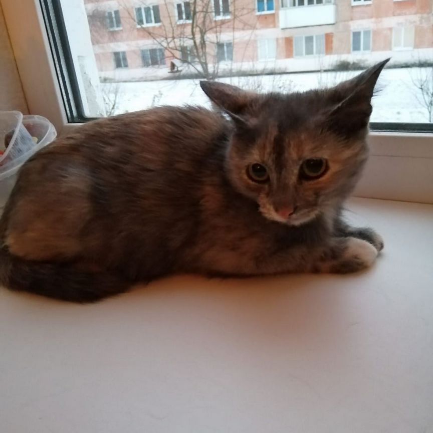 Котенок