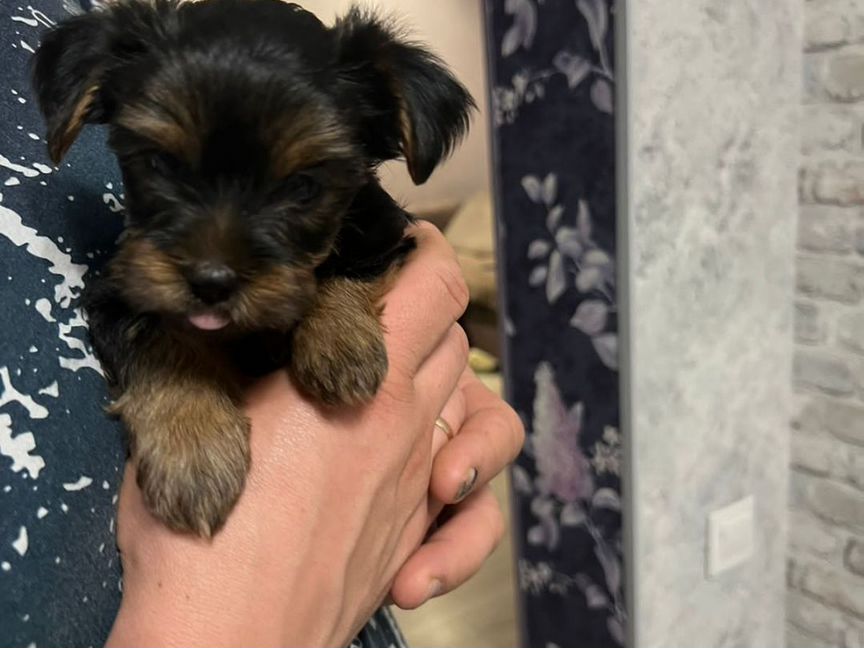 Йоркширский терьер щенки девочки mini