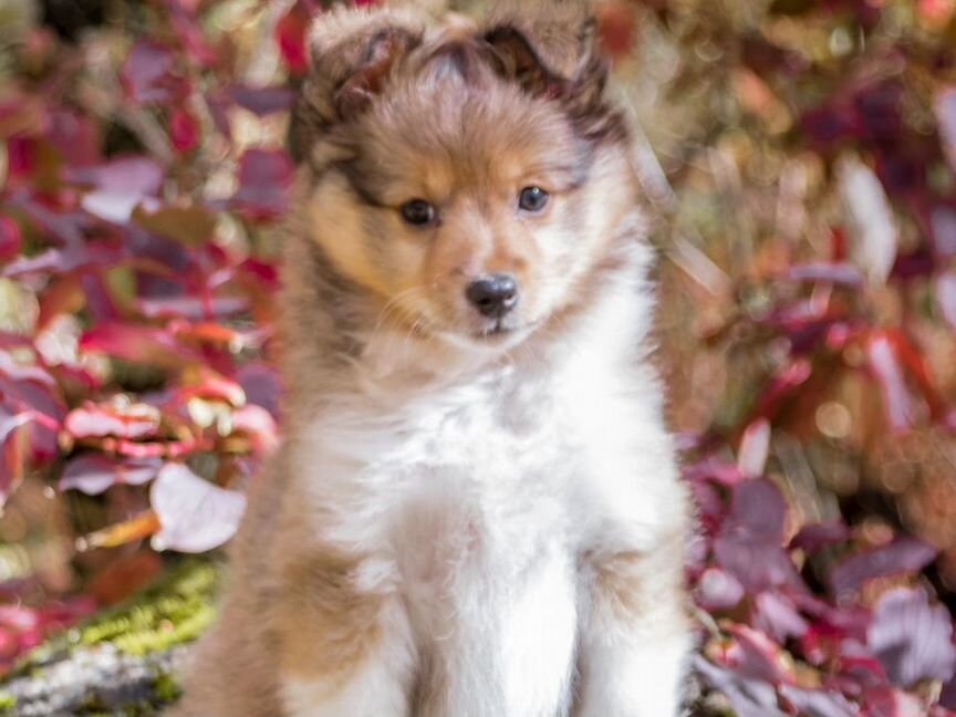 Малышка Шелти