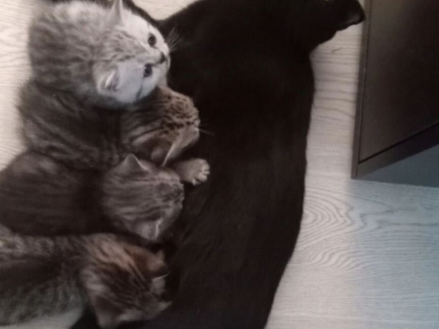 Котята от очень разговорчивой вислоухой чорной