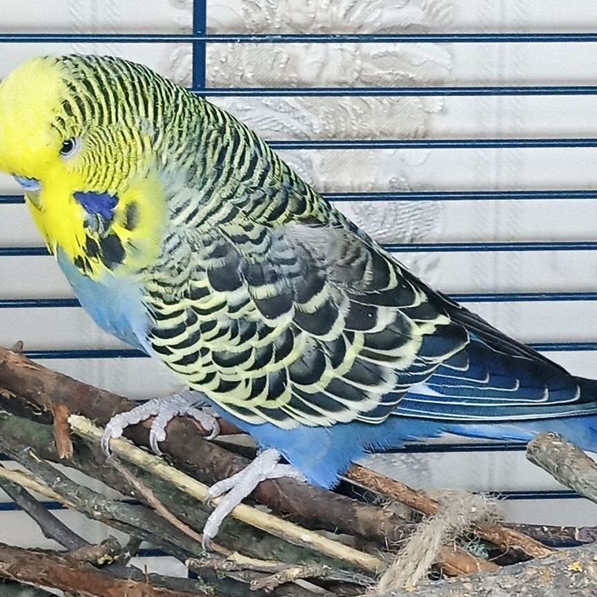 Попугай ввп