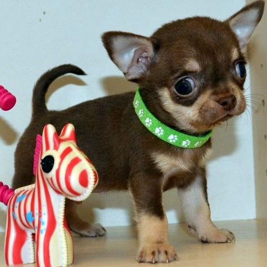 Чихуахуа, щенок