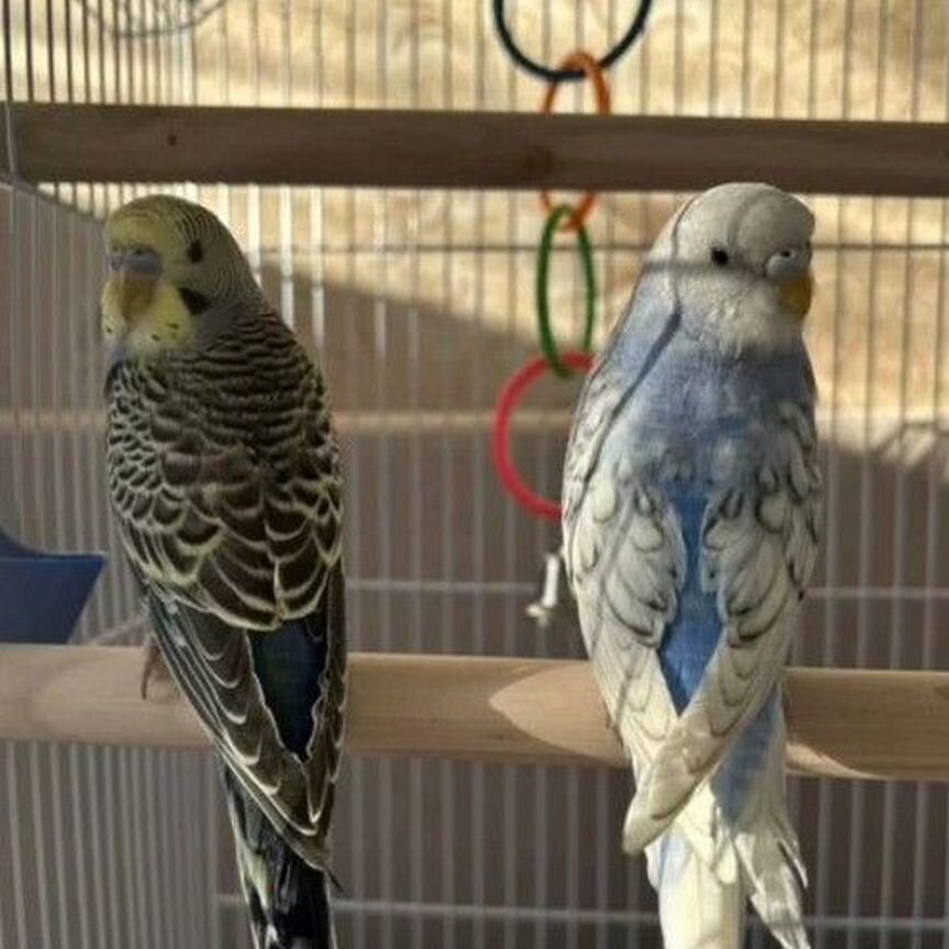 Волнистый попугай с клеткой