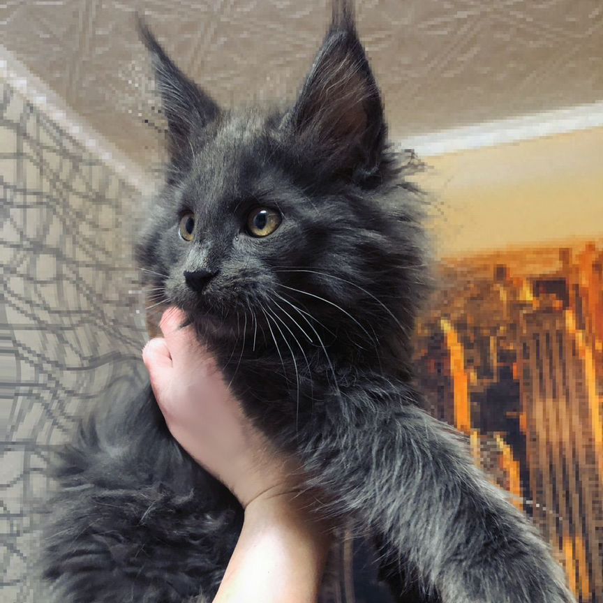 Котята мейн-кун