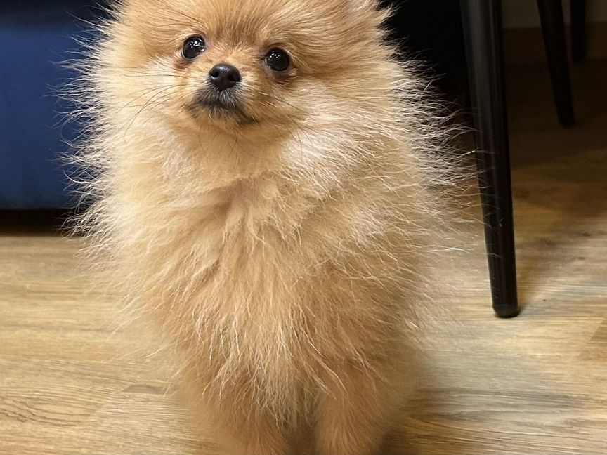 Шпиц померанский Малышка Эмми